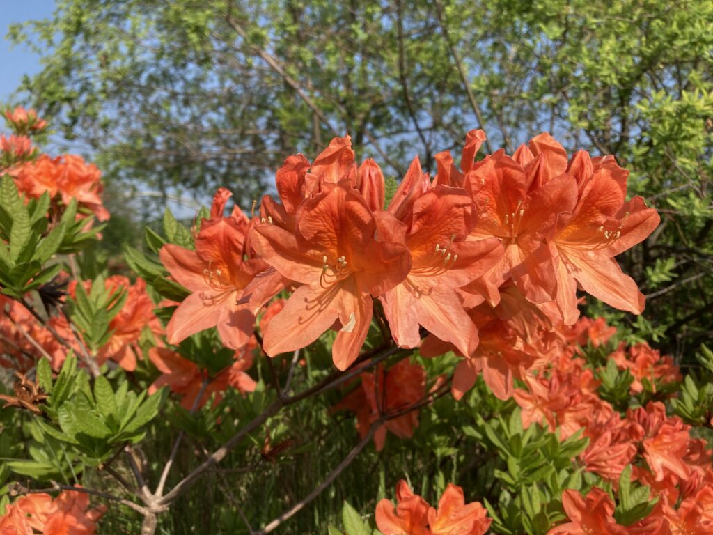 エゾレンゲツツジ | Sapporo Flower.Info