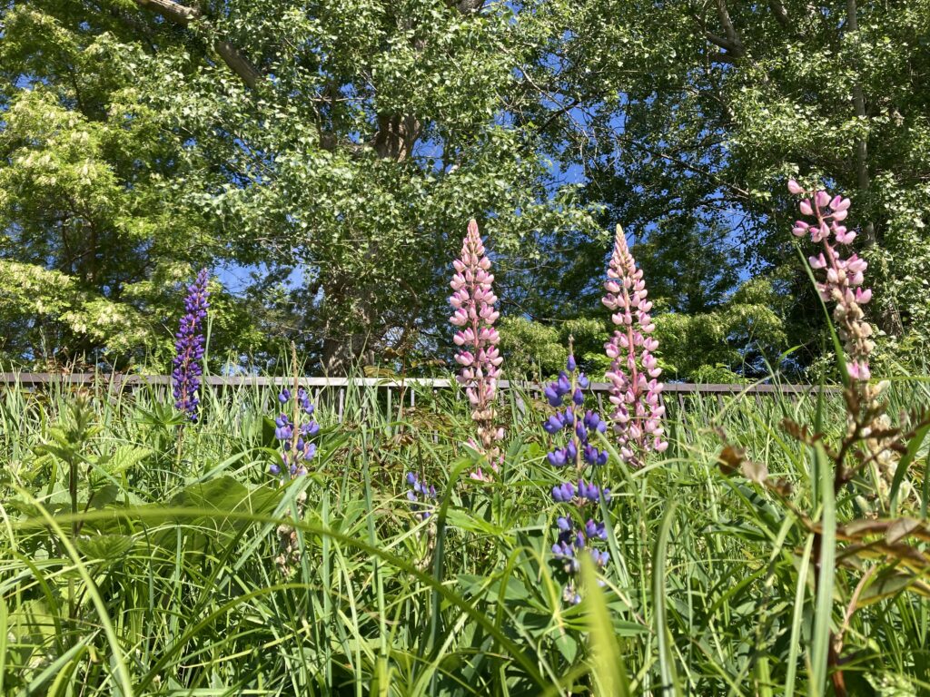 ルピナス | Sapporo Flower.Info