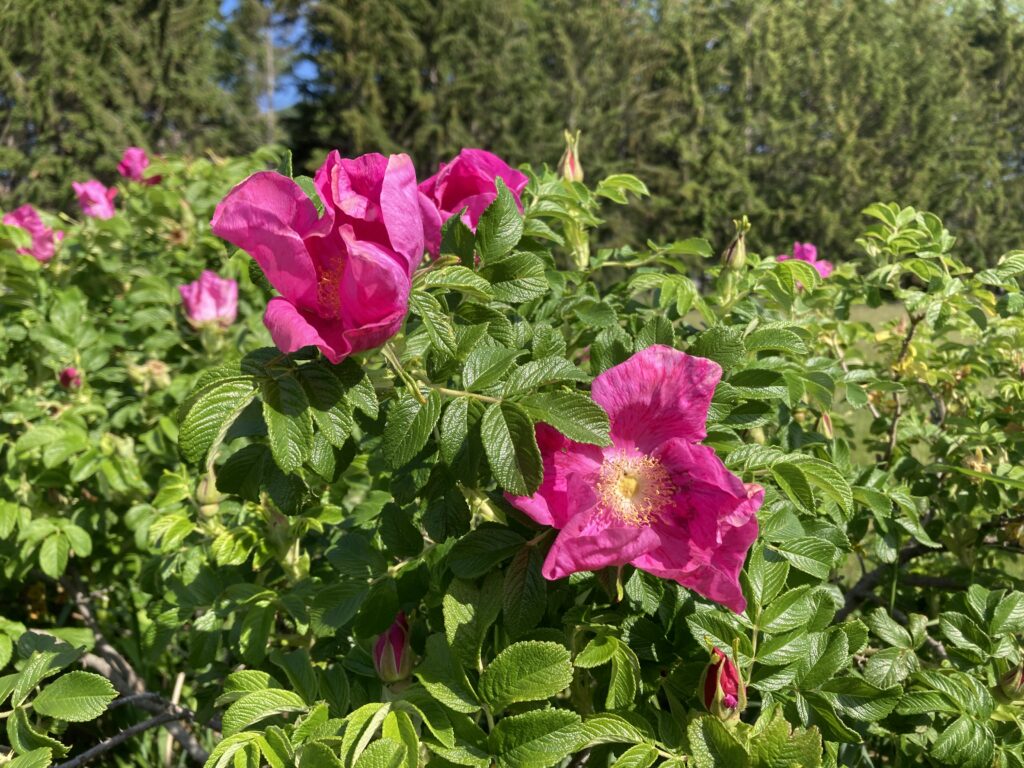 ハマナス | Sapporo Flower.Info