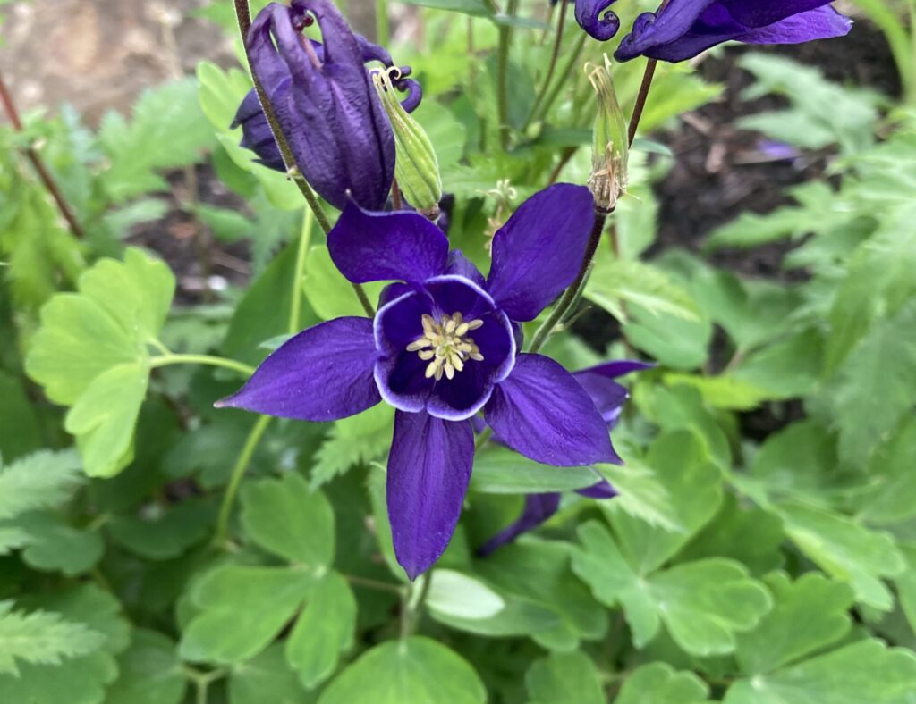 オダマキ | Sapporo Flower.Info