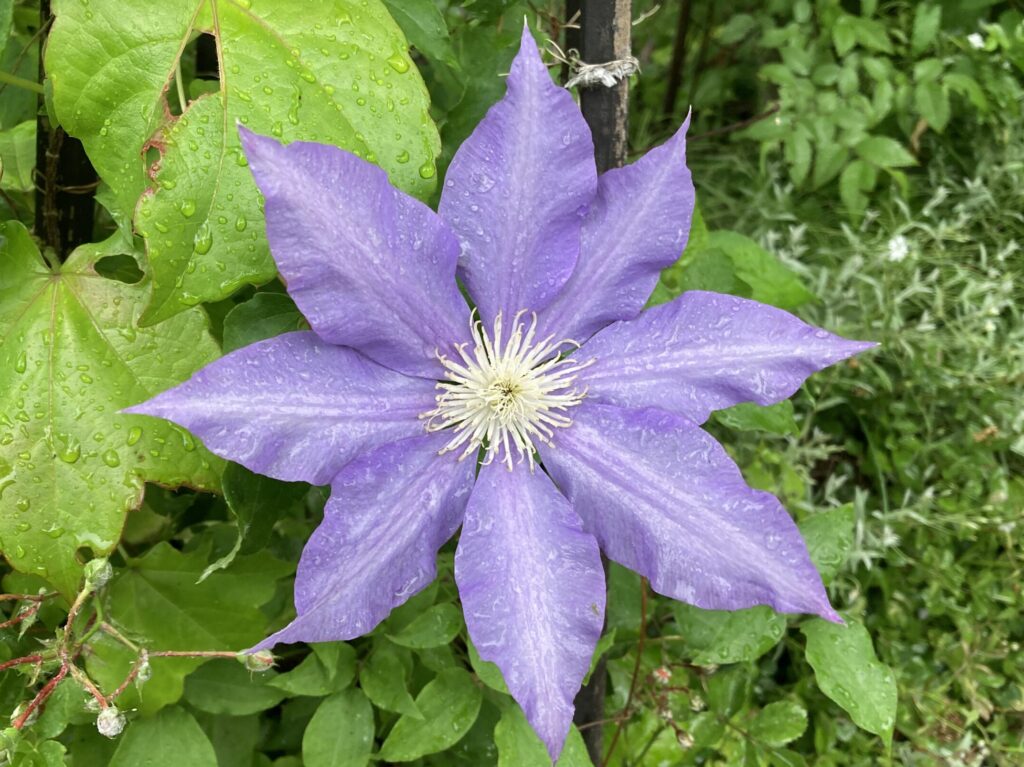 クレマチス | Sapporo Flower.Info