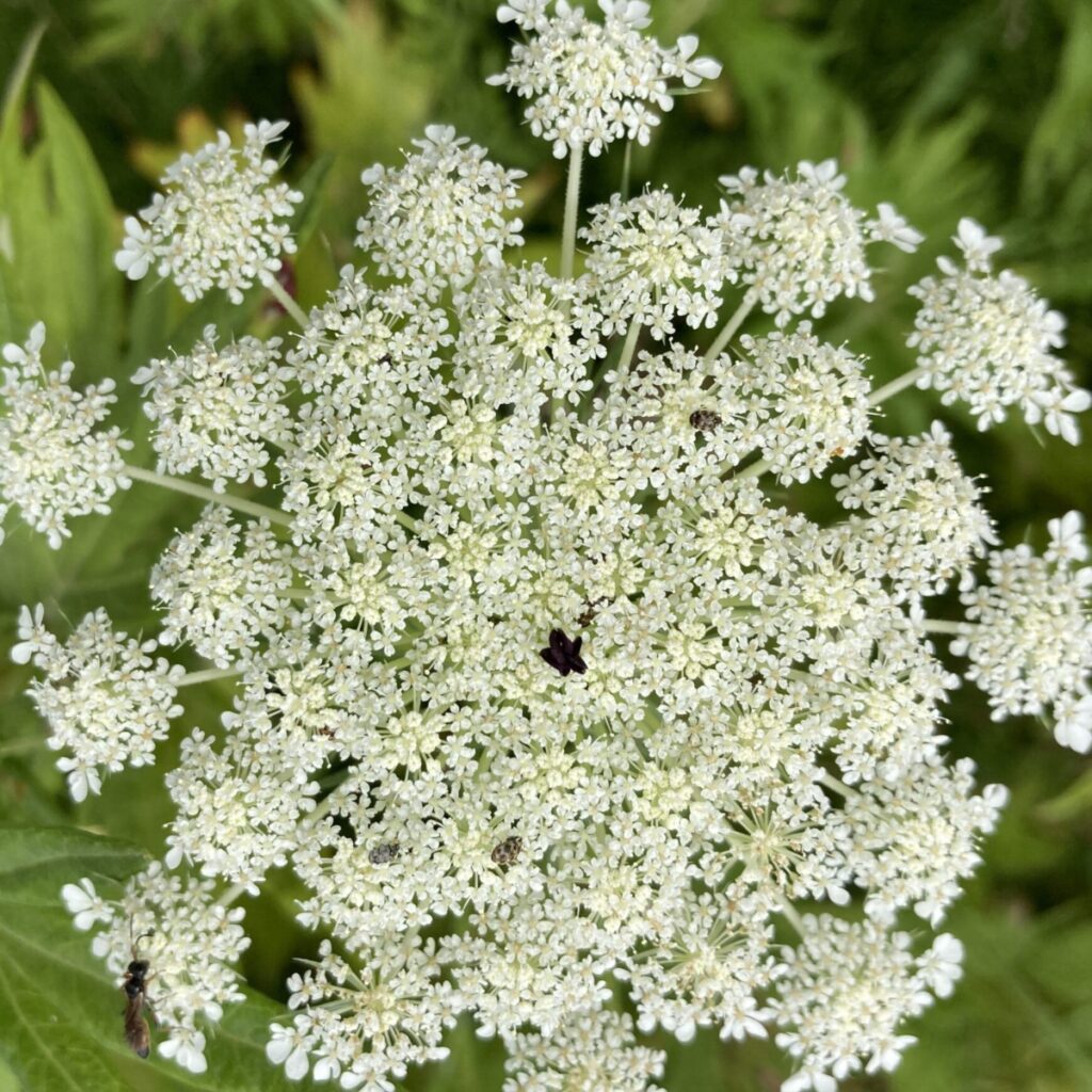 ノラニンジン | Sapporo Flower.Info