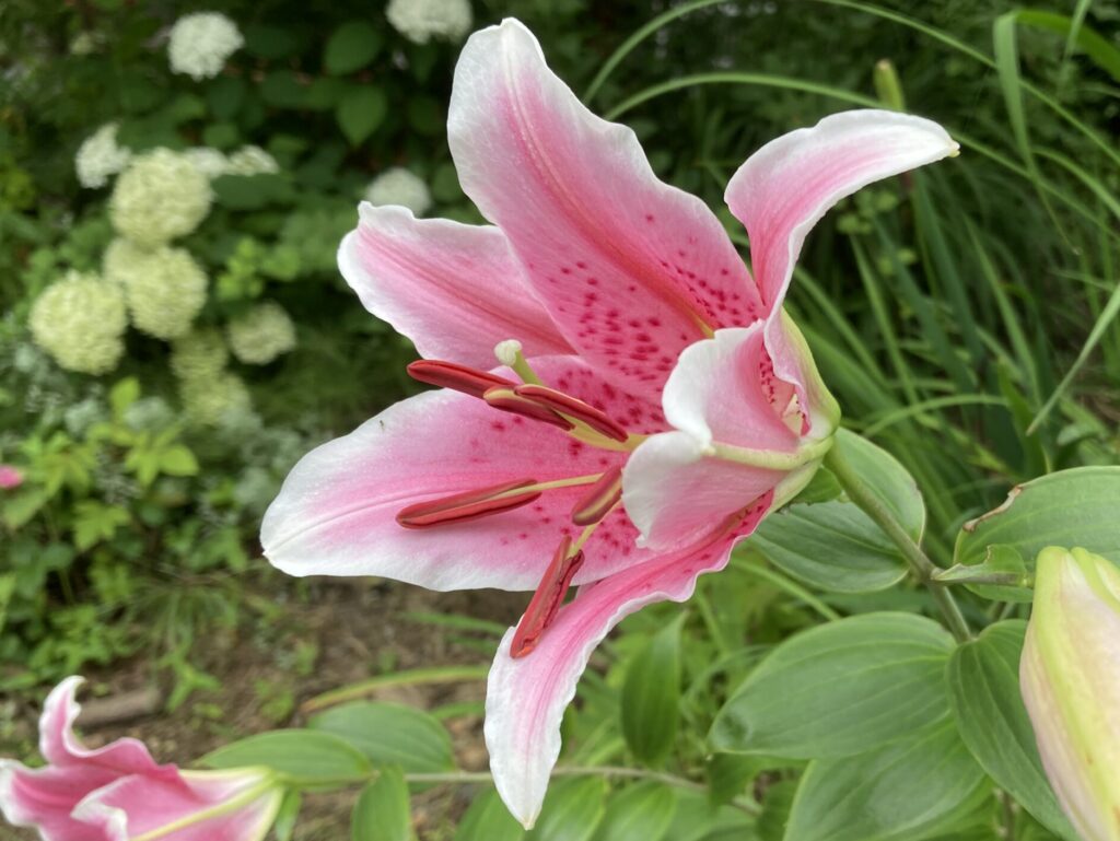 ユリ | Sapporo Flower.Info