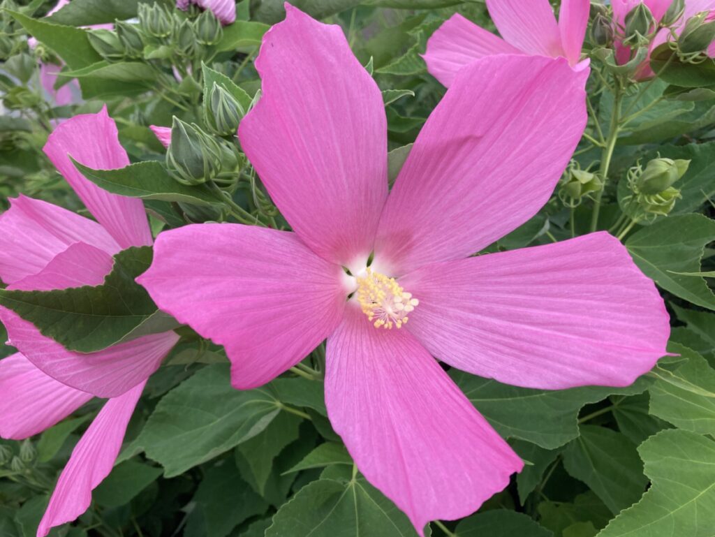 フヨウ | Sapporo Flower.Info