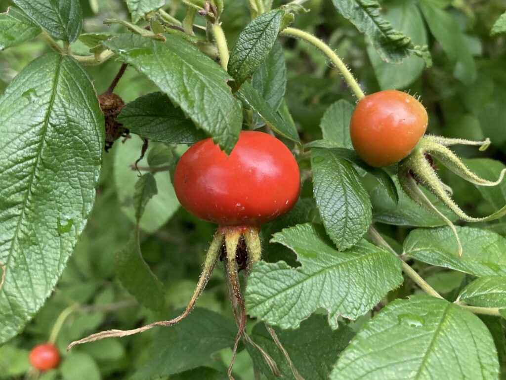 ハマナス | Sapporo Flower.Info