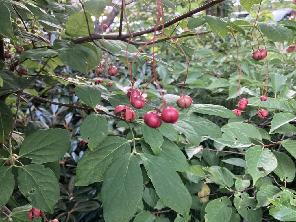 ツリバナ | Sapporo Flower.Info