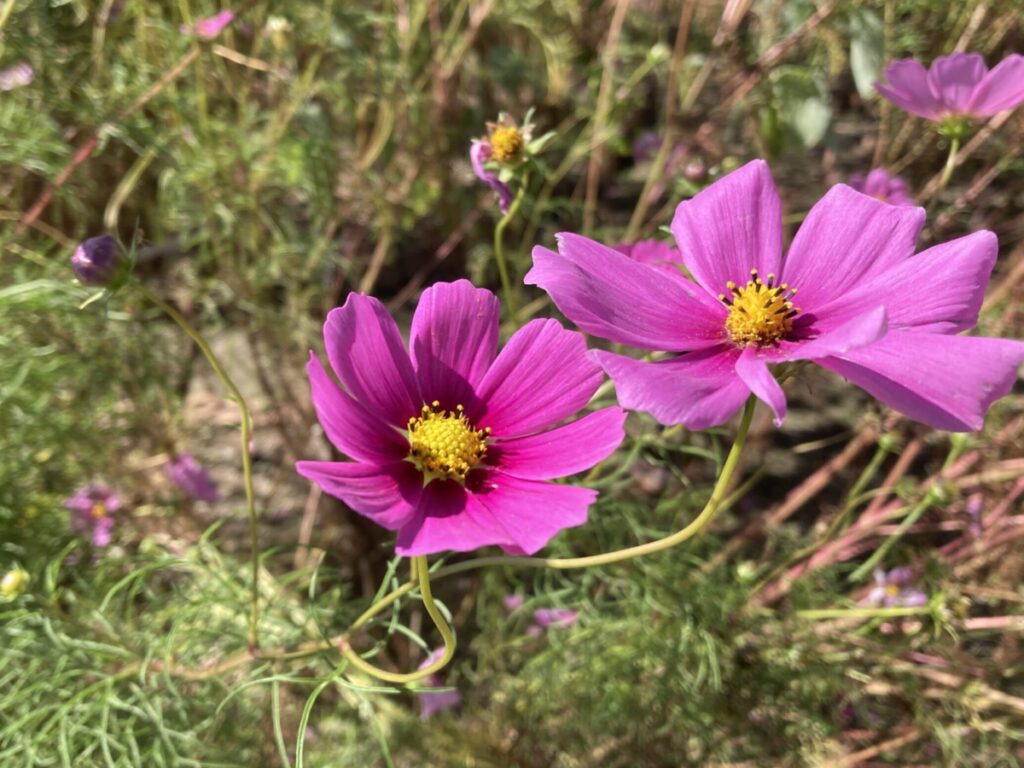 コスモス | Sapporo Flower.Info