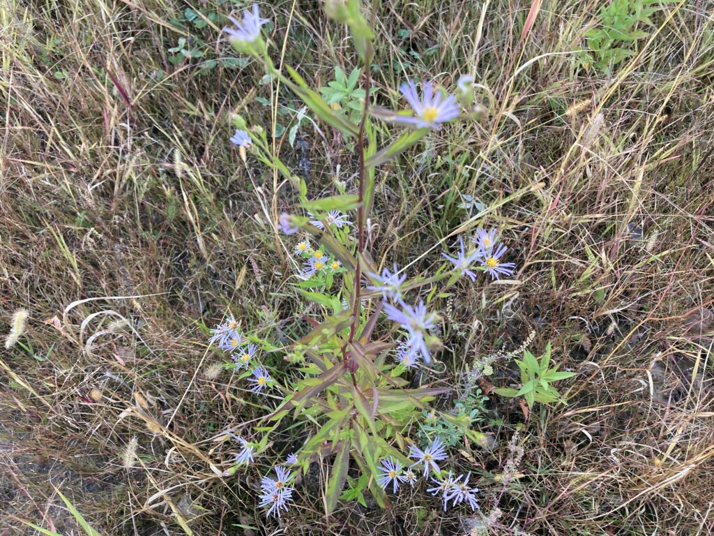 シオン | Sapporo Flower.Info