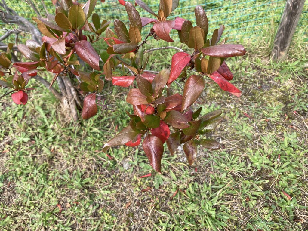 エゾムラサキツツジ | Sapporo Flower.Info