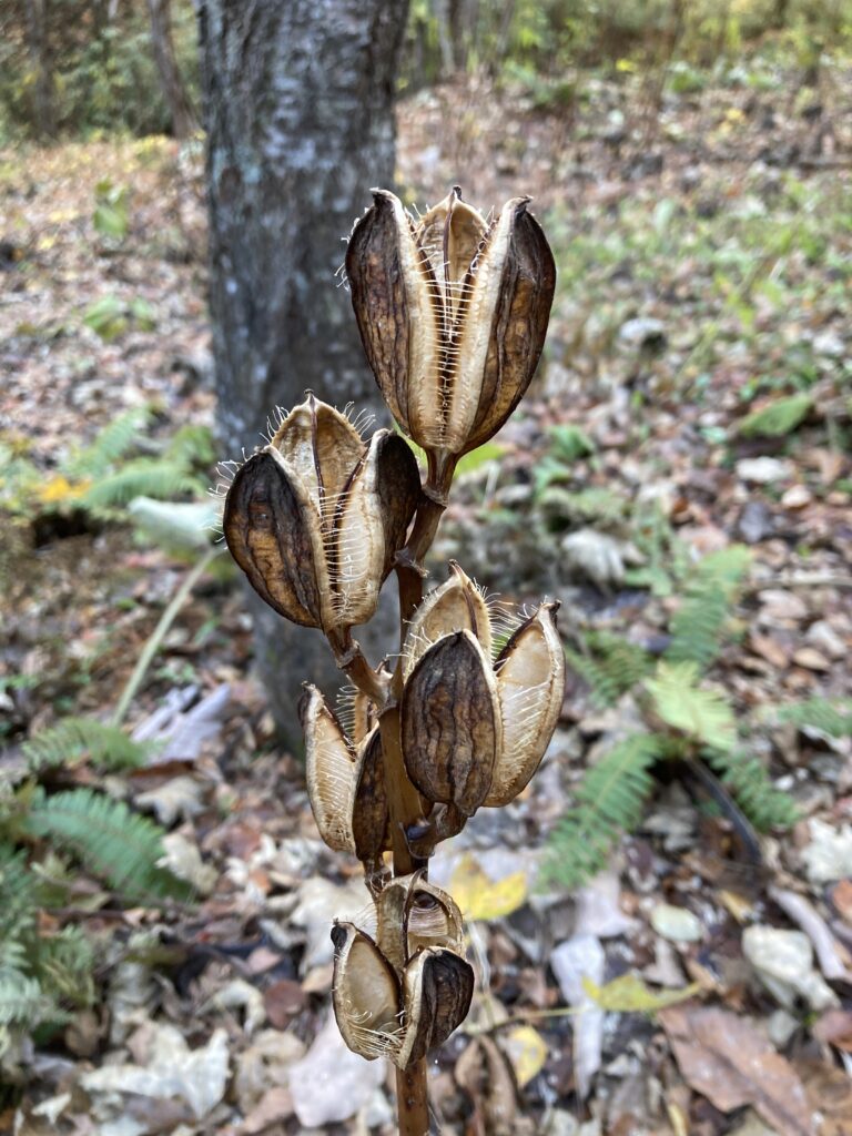 ウバユリ | Sapporo Flower.Info