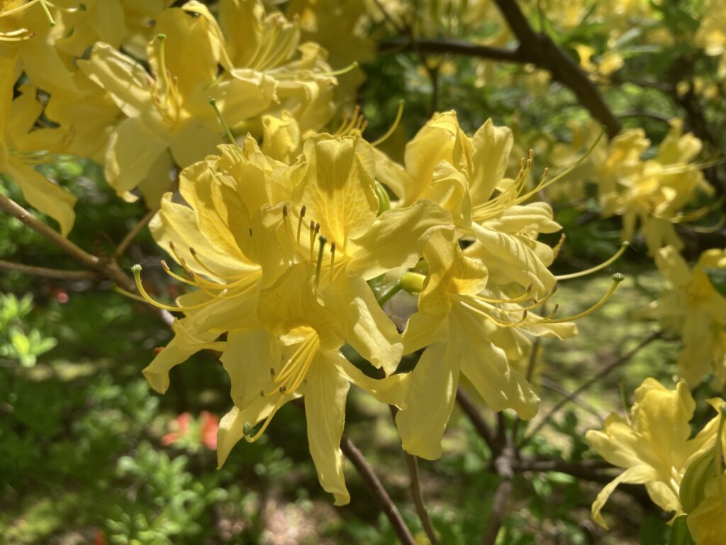 レンゲツツジ | Sapporo Flower.Info