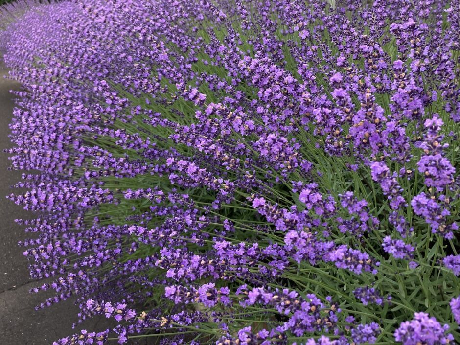 ラベンダー | Sapporo Flower.Info