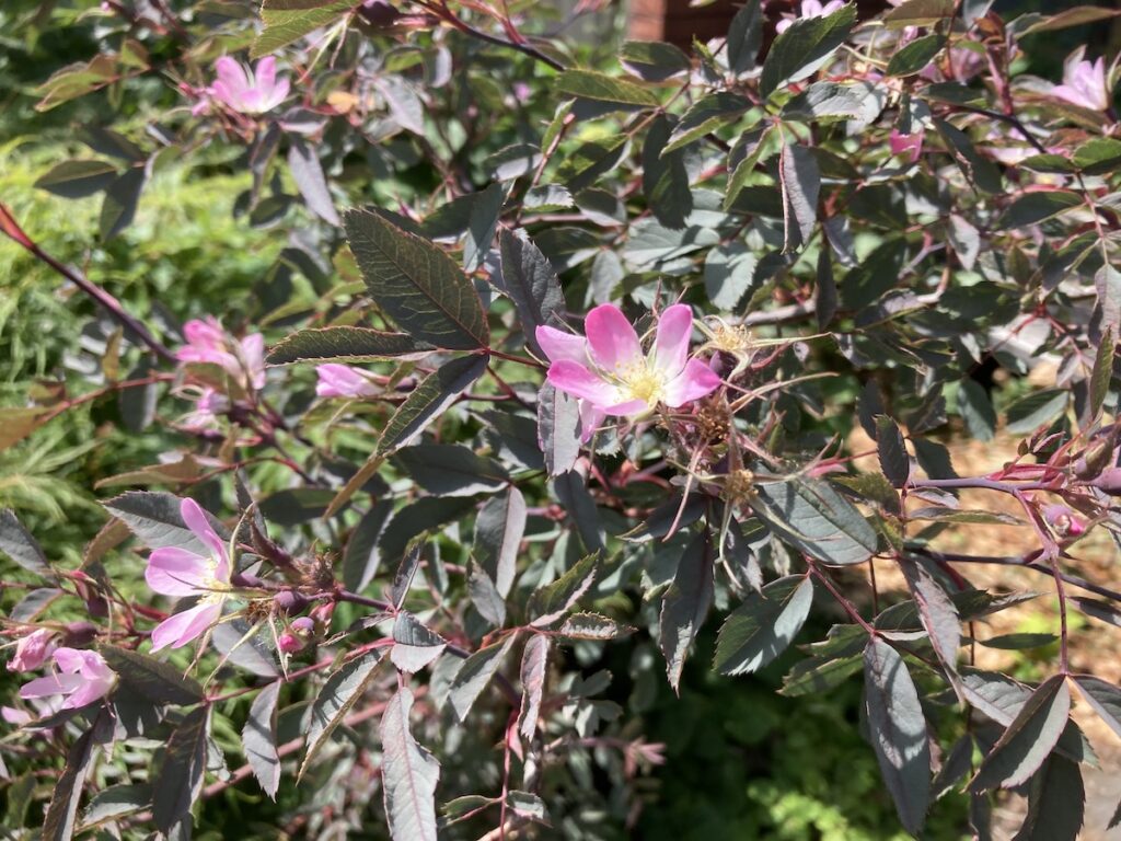 ロサ ルブリフォリア | Sapporo Flower.Info