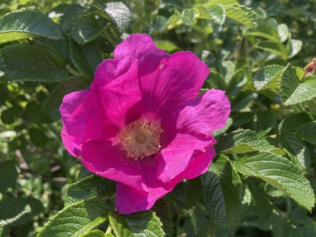 ハマナス | Sapporo Flower.Info