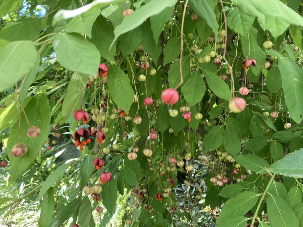 ツリバナ | Sapporo Flower.Info