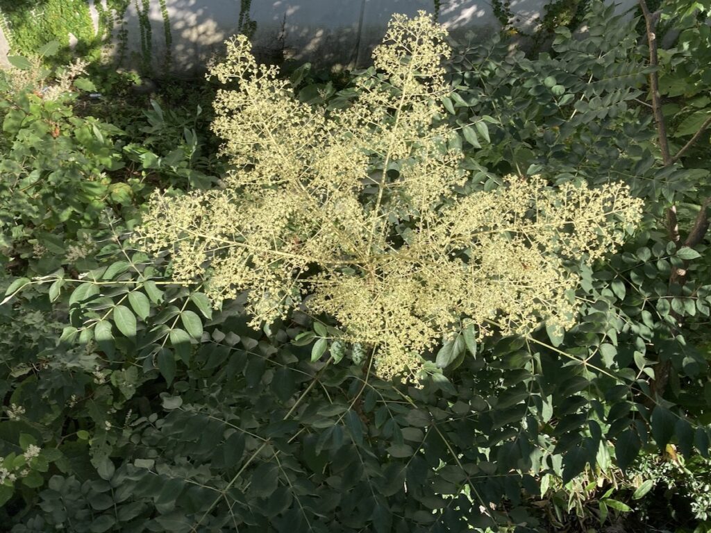 タラノキ | Sapporo Flower.Info