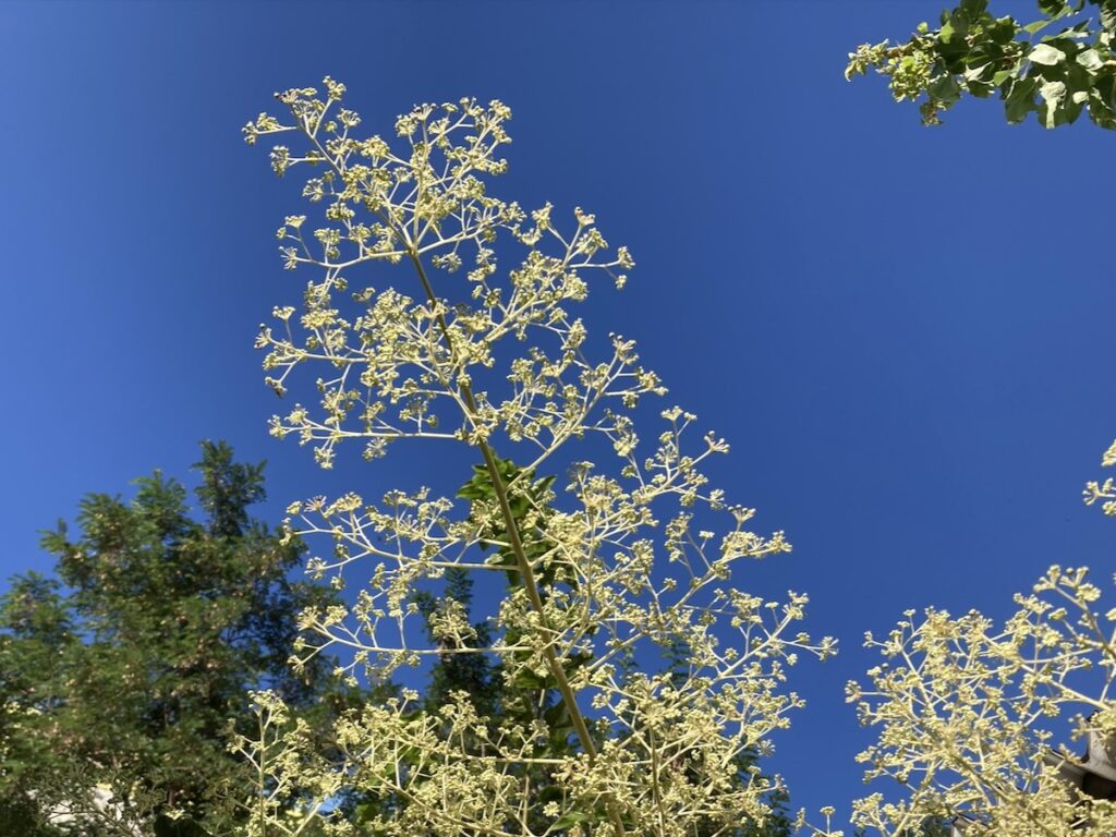 タラノキ | Sapporo Flower.Info